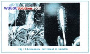 WBBSE Class 10 Life Science Solutions Chapter 1A Sensitivity and ...