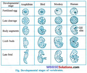 WBBSE Class 10 Life Science Solutions Chapter 4A Evolution – WBBSE ...