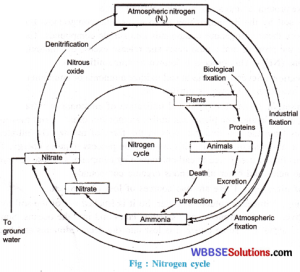 WBBSE Class 10 Life Science Solutions Chapter 5A Nitrogen Cycle – WBBSE ...