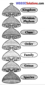 WBBSE Class 9 Life Science Solutions Chapter 1.3A Classification of ...