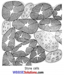 WBBSE Class 9 Life Science Solutions Chapter 2.3A Tissue: Plant Tissue ...